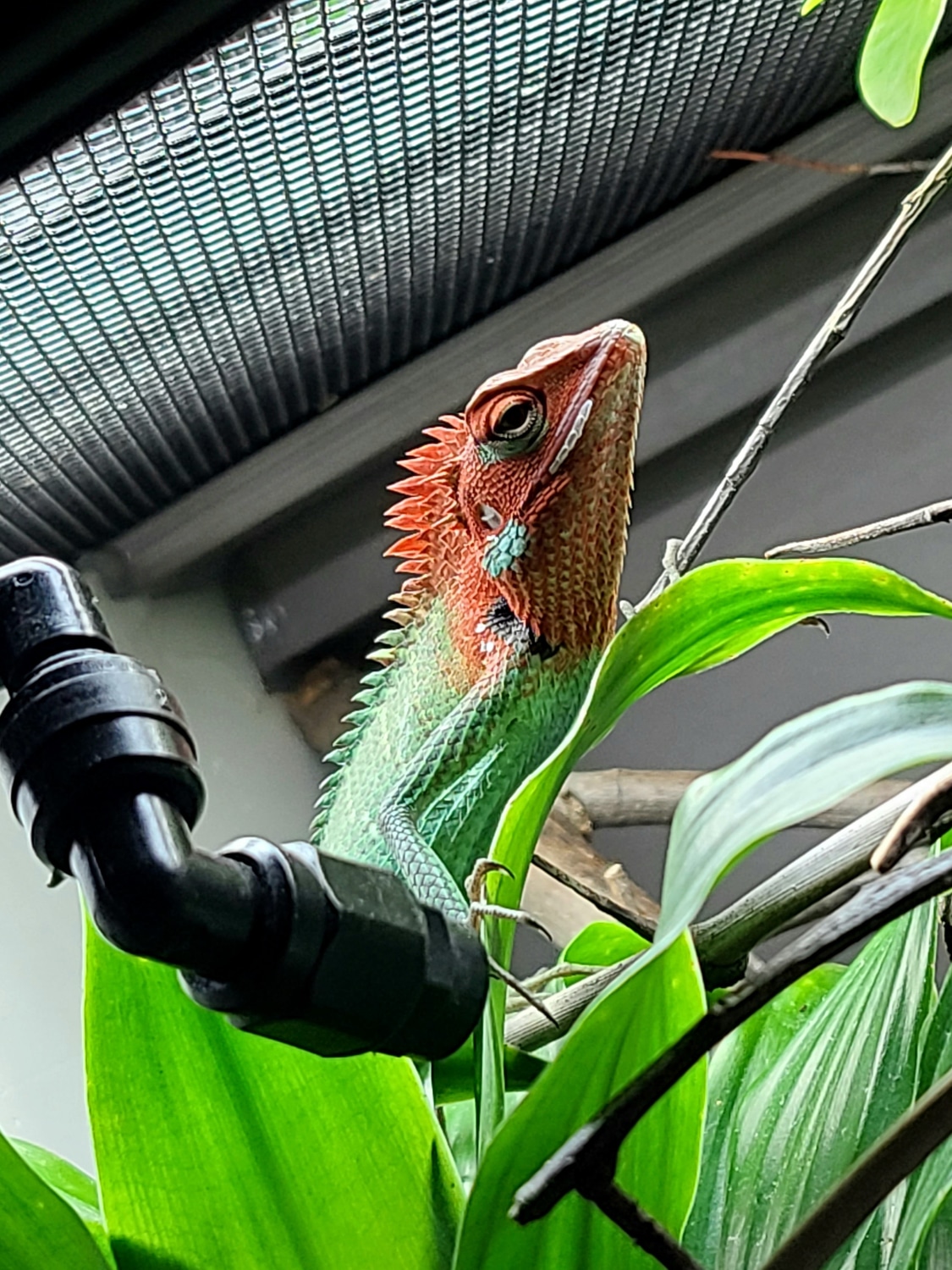 Calotes Calotes - Green Forest Dragon More Lizard by Intrinsically ...