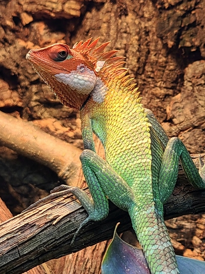 Calotes Calotes - Green Forest Dragon More Lizard by Intrinsically ...