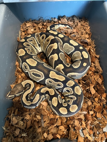 100 % DH Hypo Puzzle Ball Python by Classic Constrictors