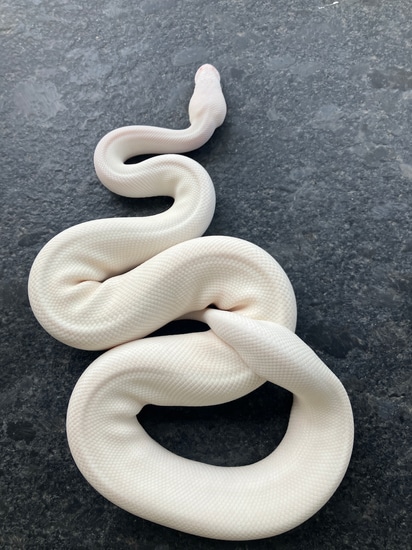 BEL (Butter/Lesser) Possible Het Hypo (Poss Visual Hypo) Ball Python by ...