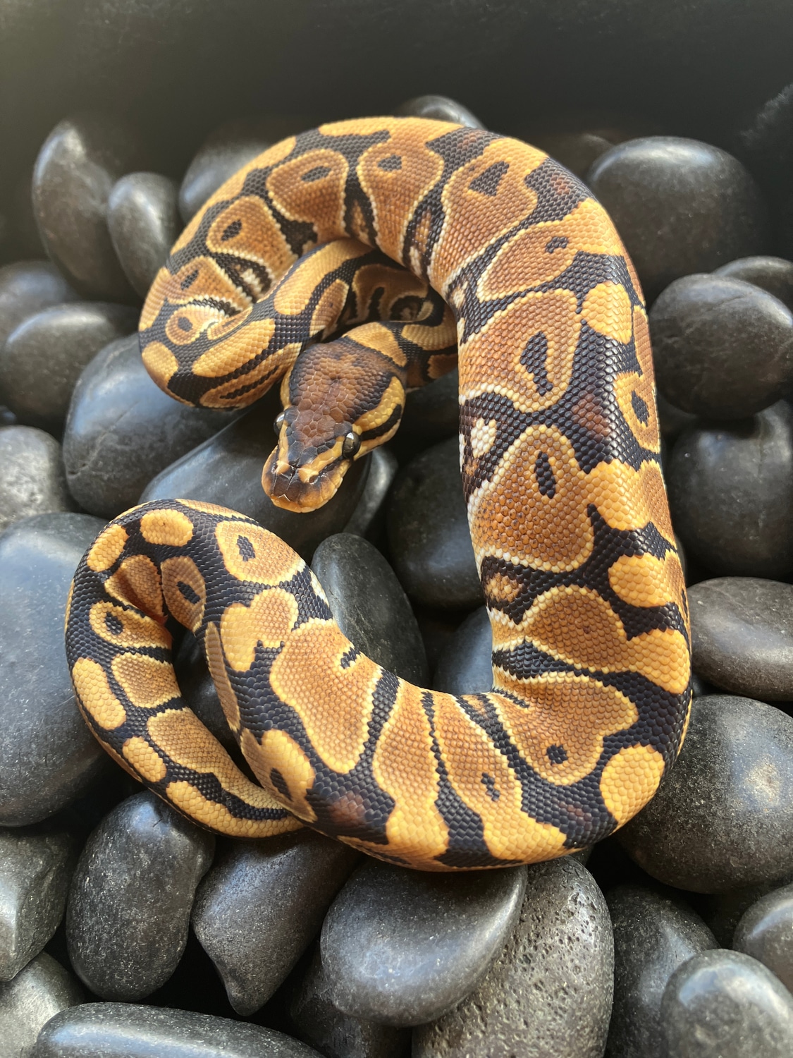 Classic Constrictors