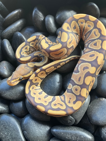Hypo 50% Het DG 50% Het Puzzle Ball Python by Classic Constrictors