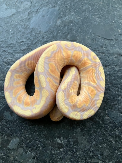 Banana GHI Fire Het Hypo Ball Python by Classic Constrictors