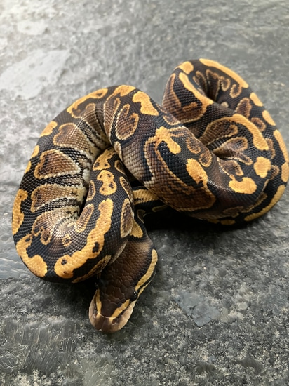 GHI Het Hypo Ball Python by Classic Constrictors