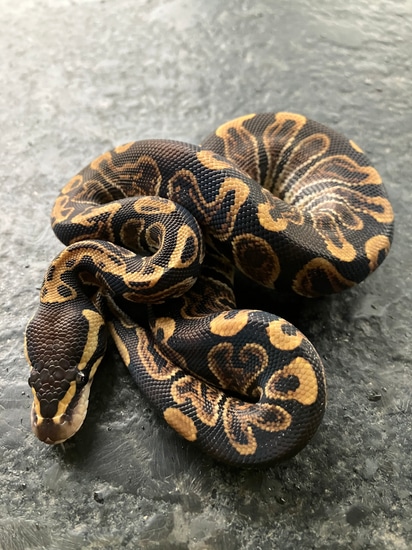 GHI Het Puzzle Ball Python by Classic Constrictors