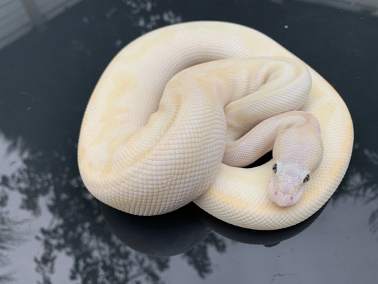Russo Special Pastel (Pastel Diamond) Ball Python by Classic Royal Morphs