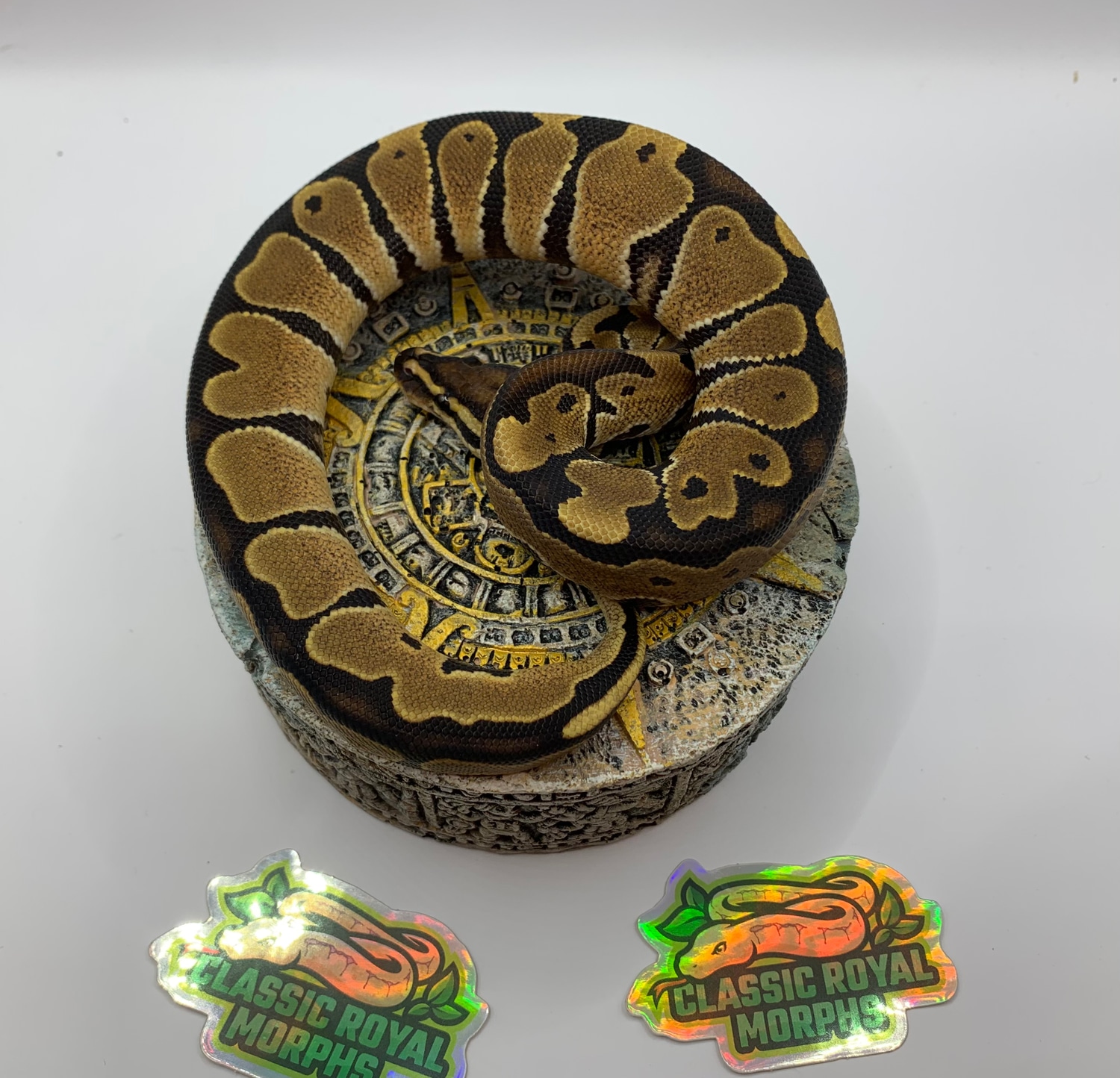 Frost 100% Het Orange Ghost 66% Het Clown Ball Python by Classic Royal ...