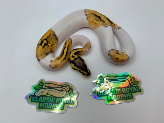 2021 Super Pastel Pied Ball Python by Classic Royal Morphs