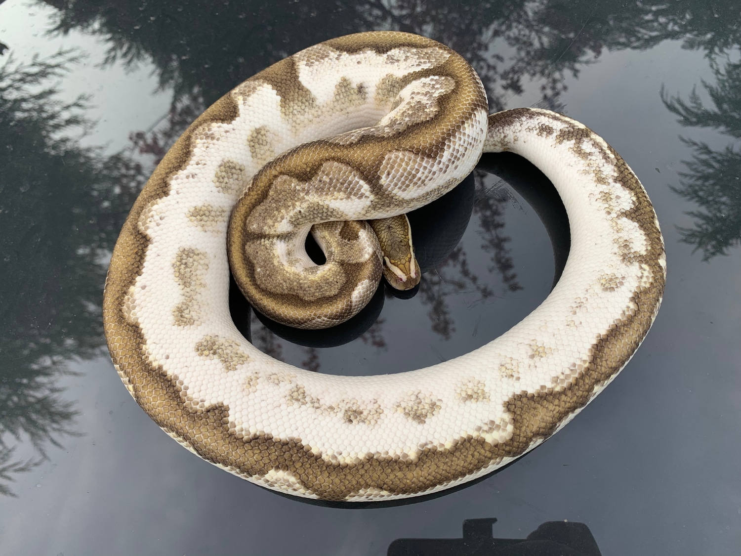 Calico Bamboo Enchi Poss Pastel Ball Python by Classic Royal Morphs ...