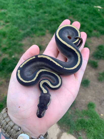 Ghi Black Pastel Mojave 100% Het Pied Ball Python by Classic Royal Morphs