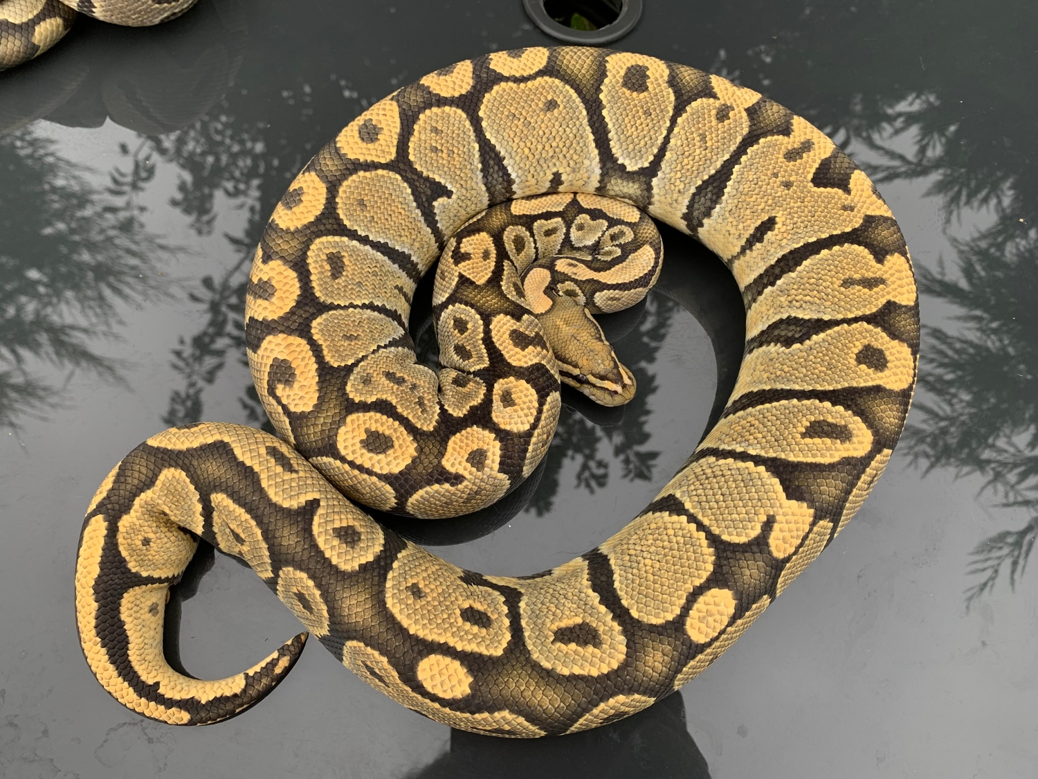 Ghost Ball Python by Classic Royal Morphs - MorphMarket