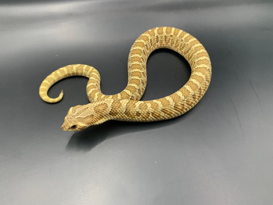 Lemon Ghost 66% Het Toffee Belly Western Hognose by Classic Royal Morphs