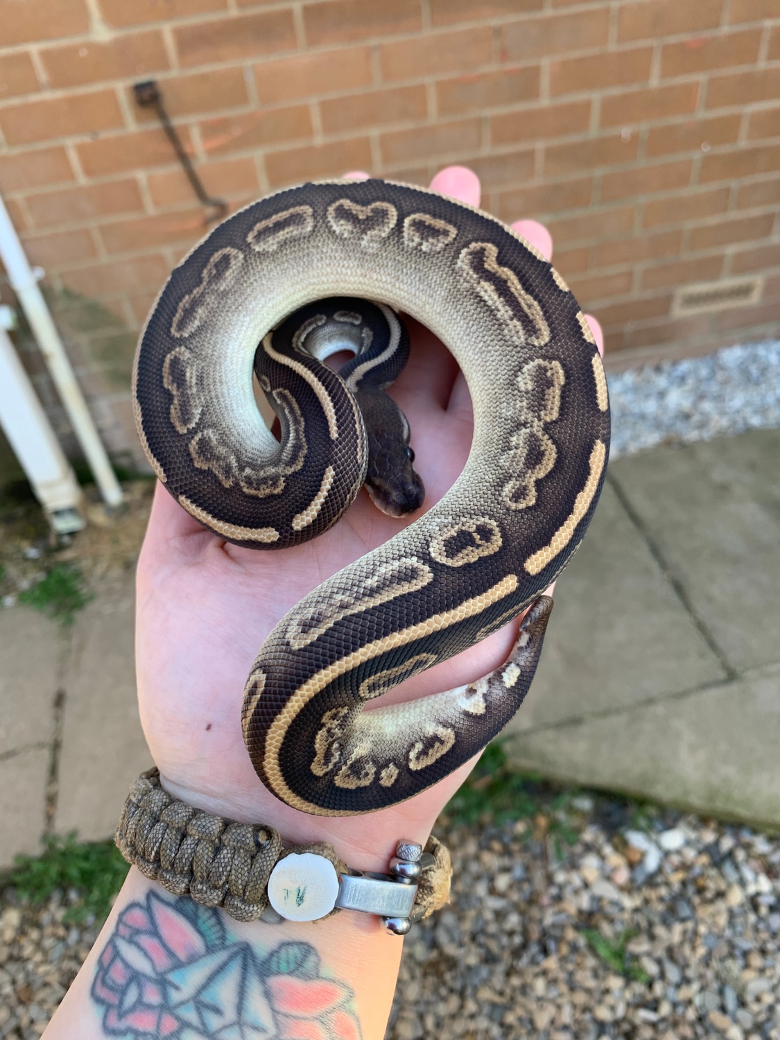 Black Pastel Mojave Poss Blade Het Clown Ball Python by Classic Royal ...
