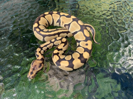 Desert Ghost Het Amur Ball Python by Classic Royal Morphs