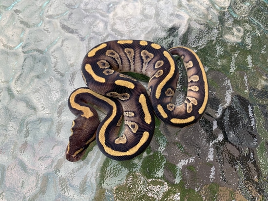 Mojave Double Het Monarch Clown Ball Python by Classic Royal Morphs