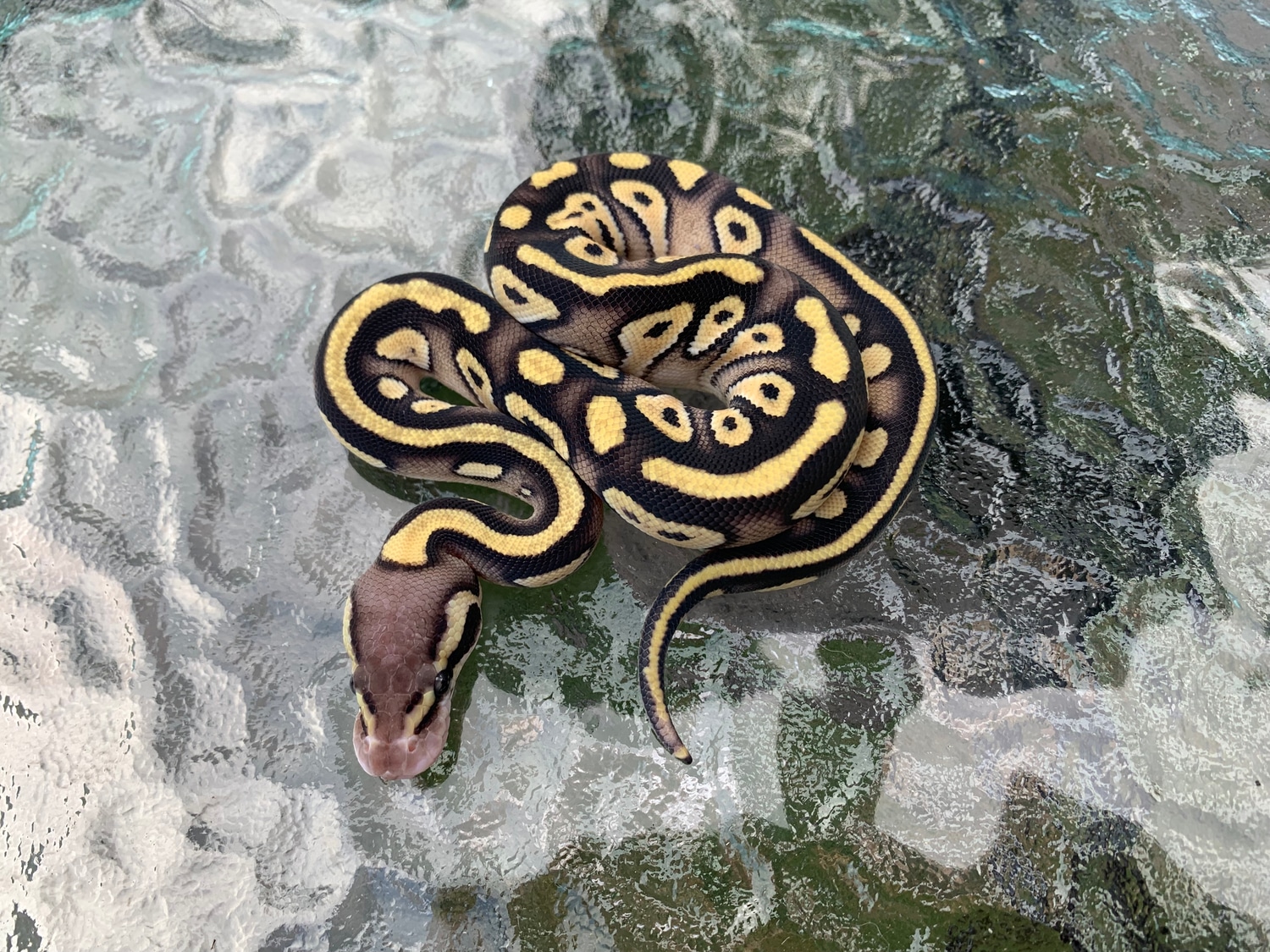 Mojave Pastel Double Het Bourgogne Clown Ball Python by Classic Royal ...