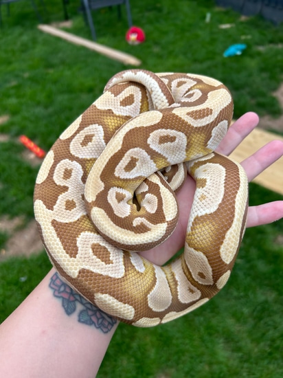 Mojave Monarch Ball Python by Classic Royal Morphs