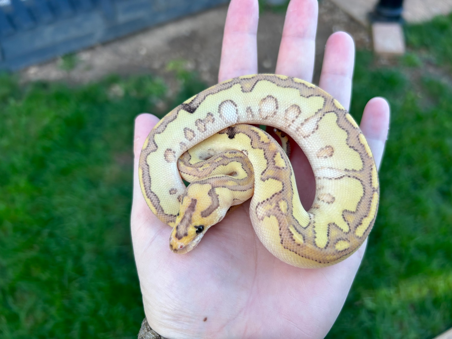 Paradox Butter Fire Poss Yb Clown Ball Python by Classic Royal Morphs ...