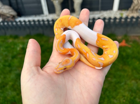 Dreamsicle 66% Het Vpi Axanthic Ball Python by Classic Royal Morphs