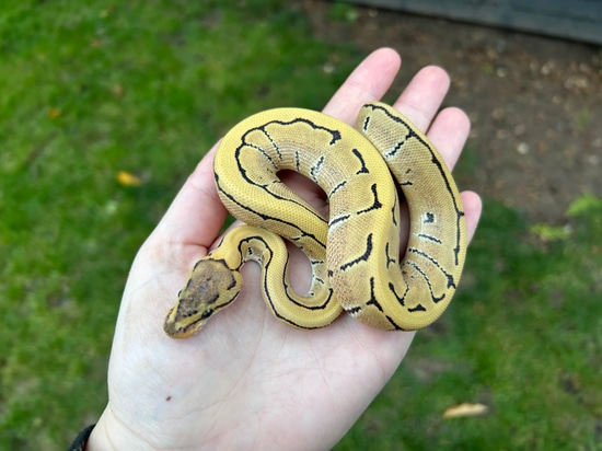 Pin Dg Poss Vanilla Ball Python by Classic Royal Morphs