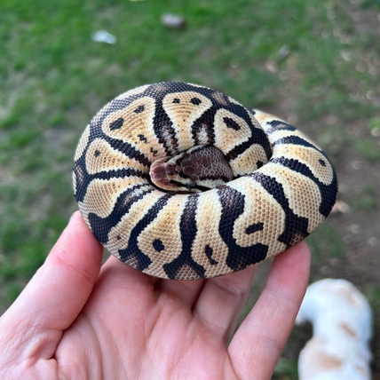 Classic Royal Morphs - MorphMarket