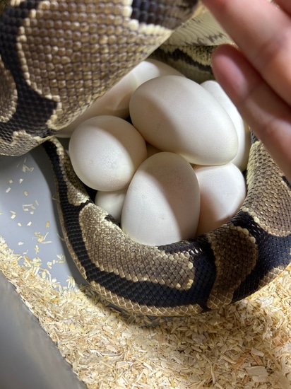 Het Monarch Ball Python by Classic Royal Morphs