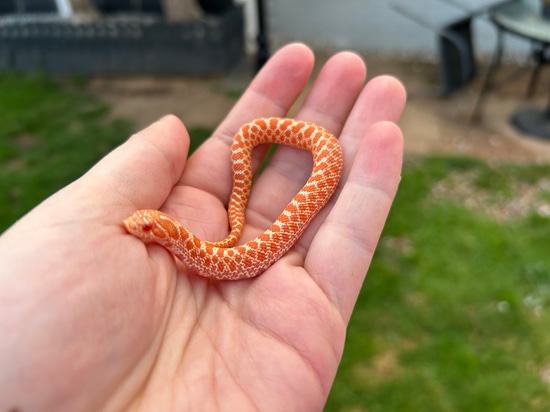 Extreme Red Hognose Western Hognose by Classic Royal Morphs