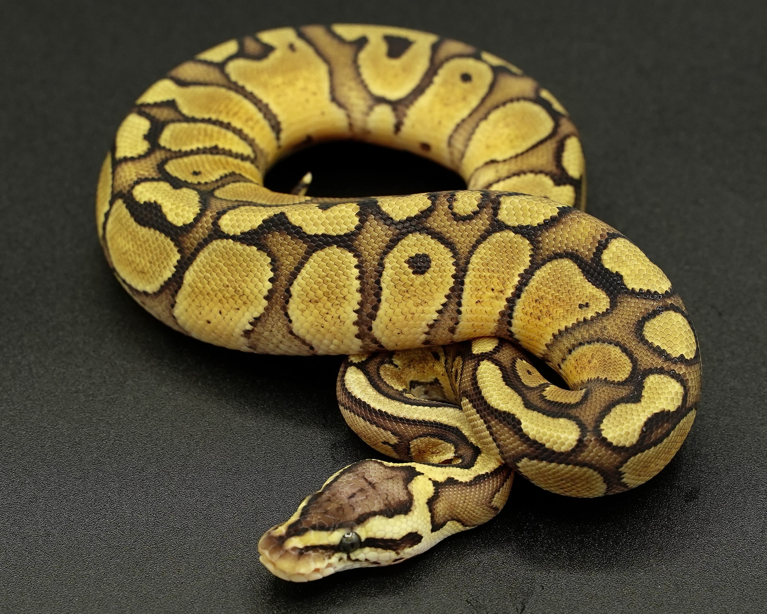 0.1 Pastel Red Stripe DH/Clown & Hypo 1144 Grams Ball Python by Classy ...