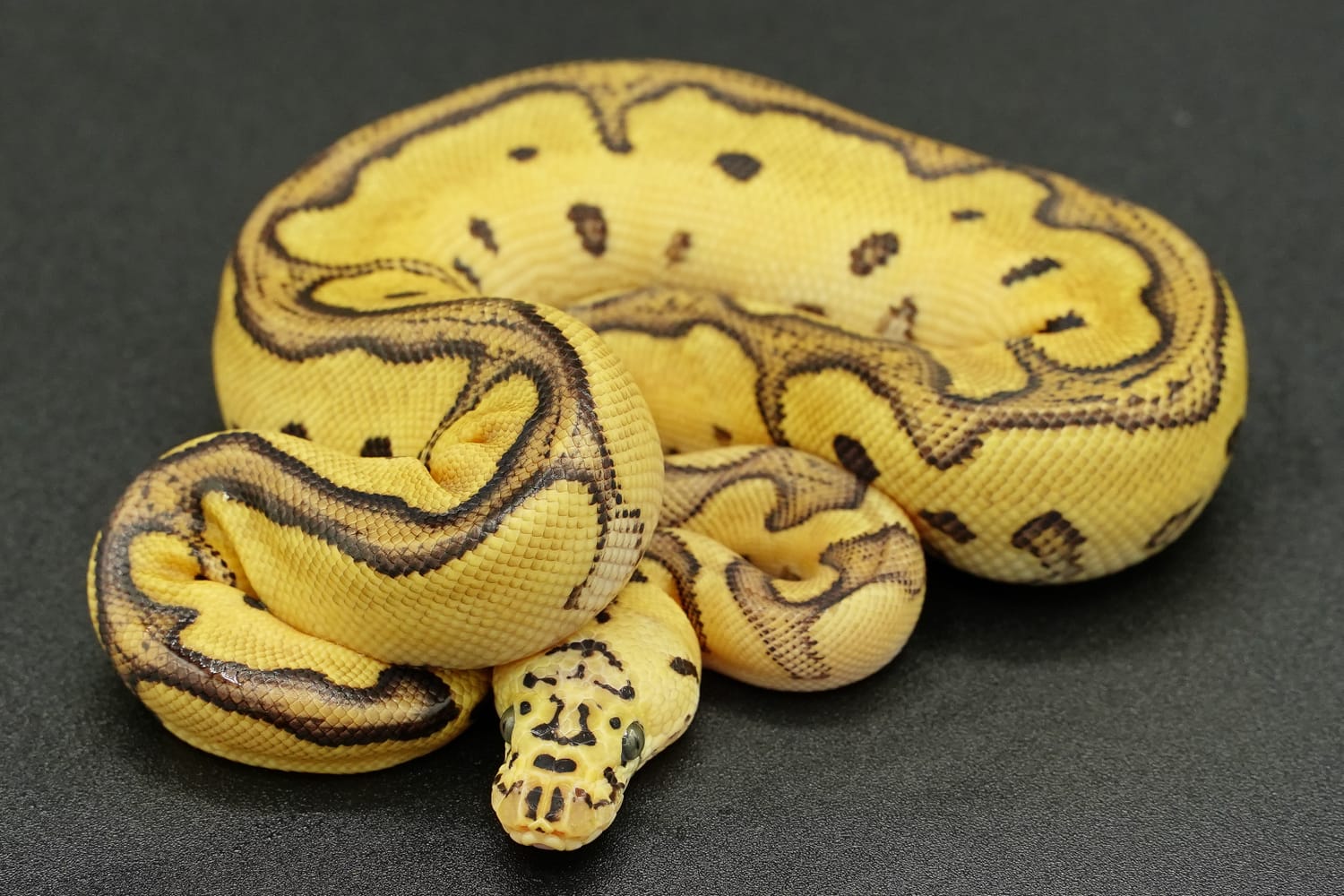 1.0 Pastel Red Stripe Clown 50% Het Piebald Ball Python by Classy ...