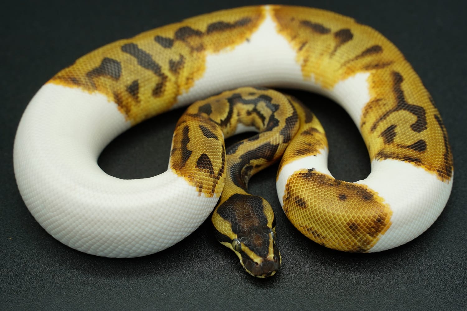 RTB 1.0 Leopard Enchi Piebald 690 Grams. Ball Python by Classy & Sassy Exotics - MorphMarket