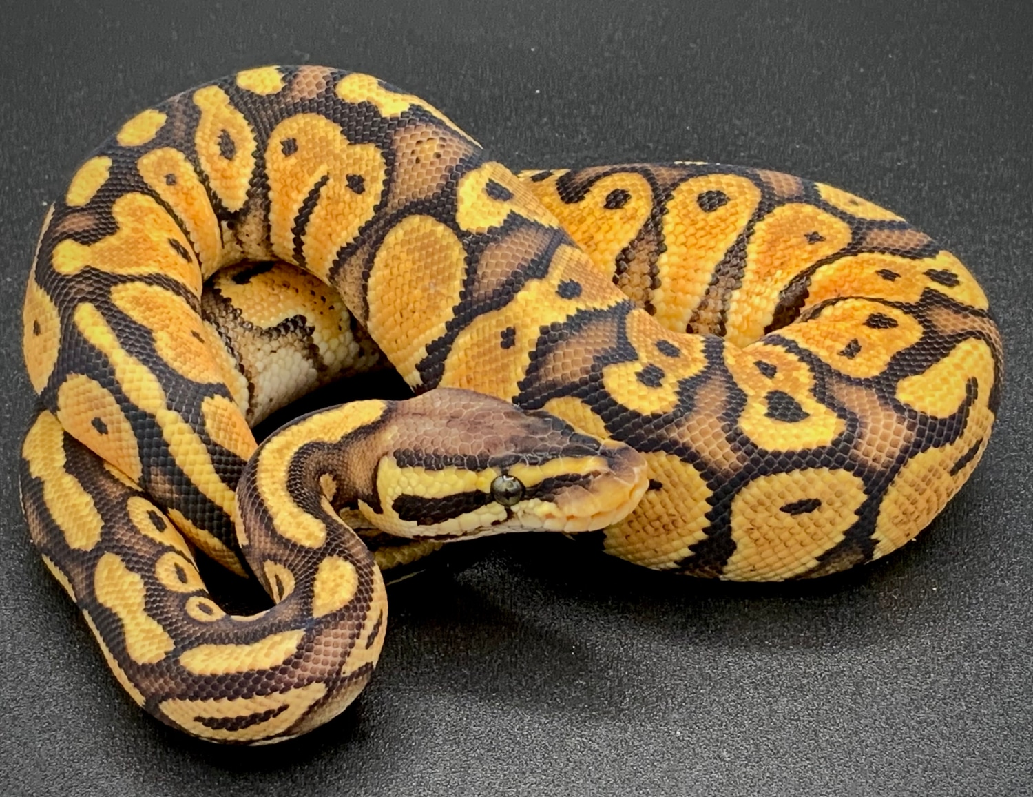 1.0 Pastel Red Stripe 100% Het Clown 50% Het Piebald Ball Python by ...