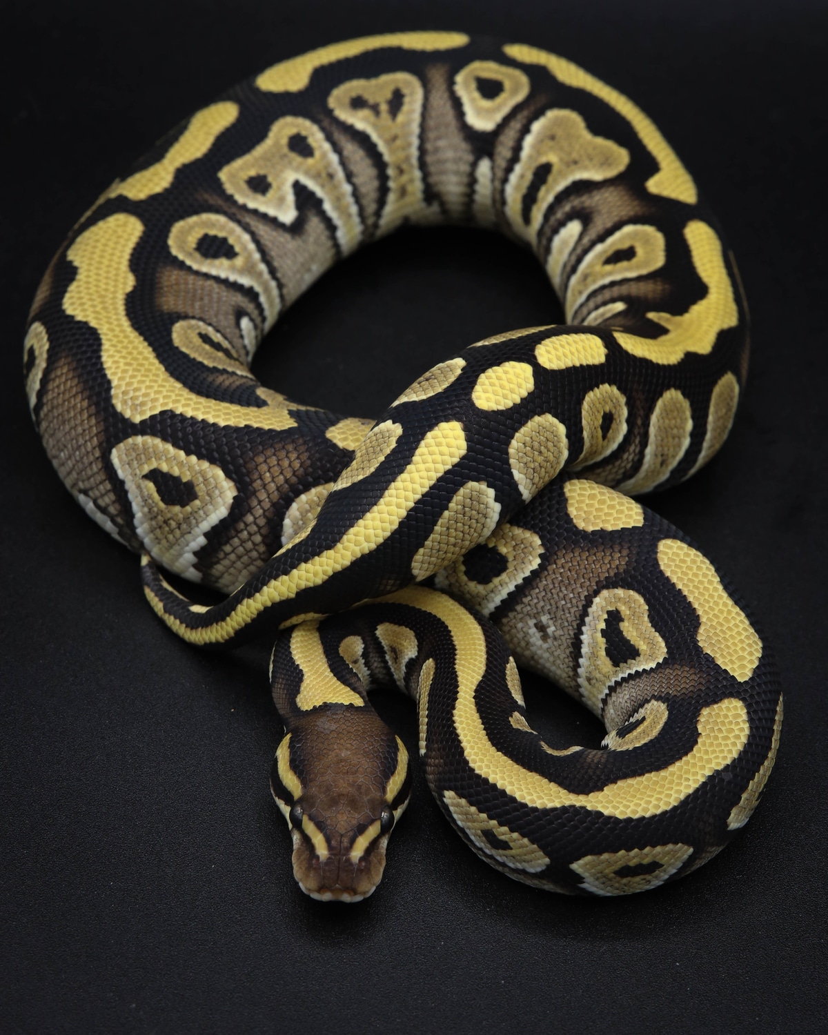 0.1 Black Head Special 100% Het Clown 524 Grams Ball Python by Classy & Sassy Exotics - MorphMarket