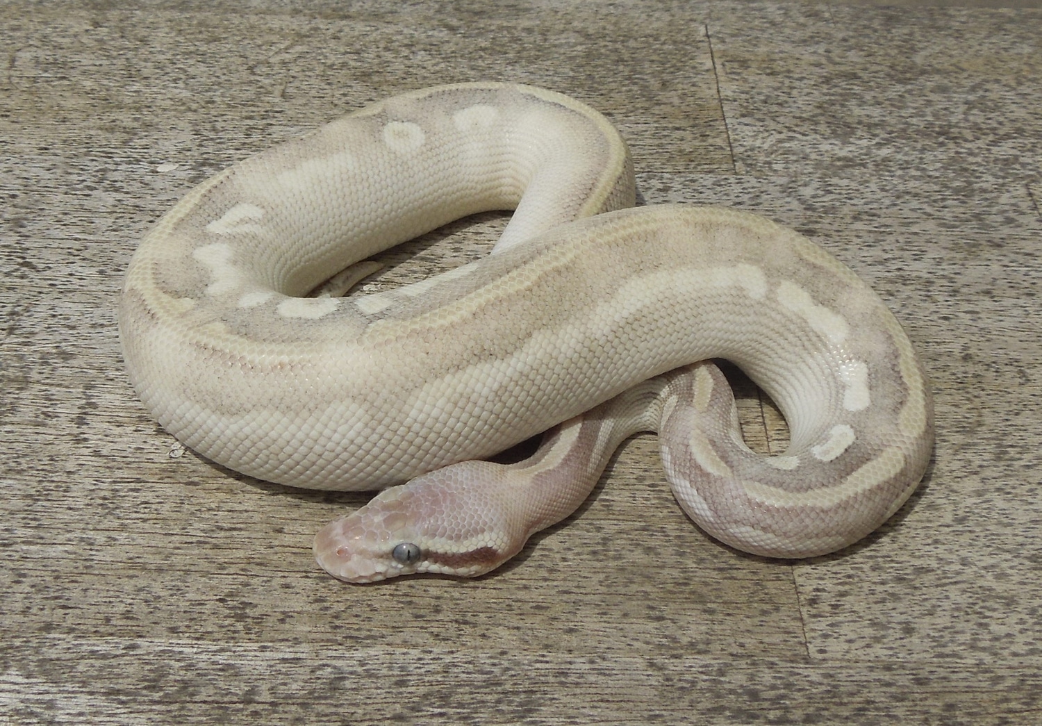 Pastel Mystic Potion Ball Python by Feathers, Fur & Scales, L.L.C ...
