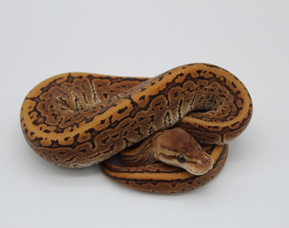 Black Pastel Pinstripe Het Albino Ball Python by TC Reptiles - MorphMarket