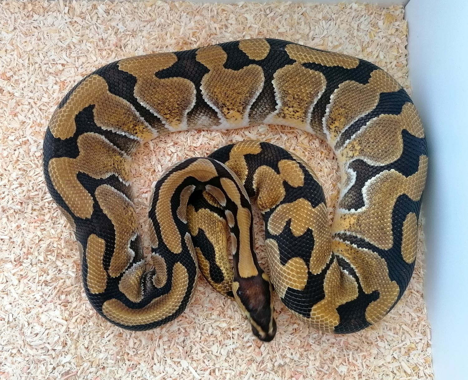 Enchi Blade Het Clown Ball Python by TC Reptiles - MorphMarket