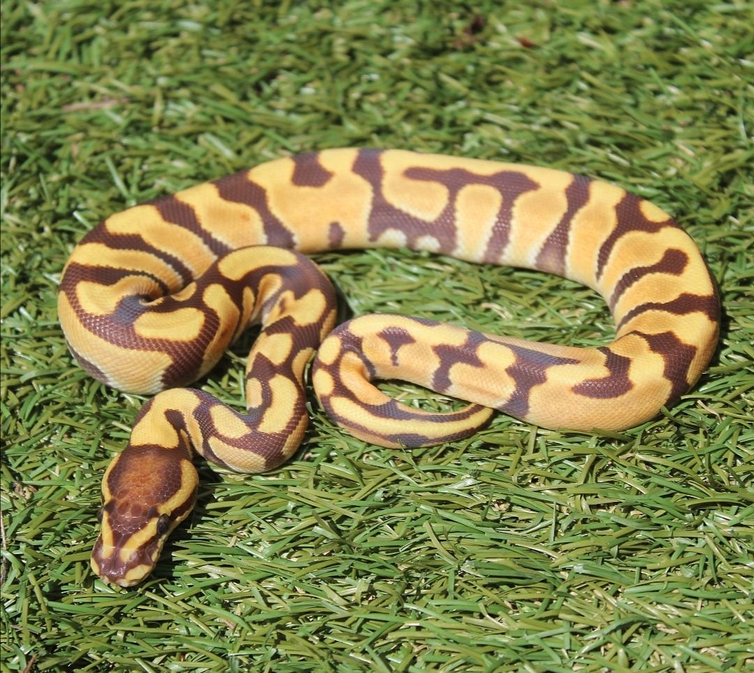 Enchi Monarch Ball Python by T.C. Reptiles - MorphMarket