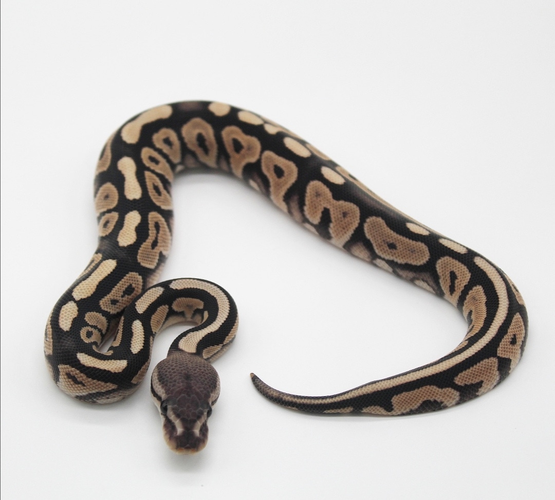 Cinnamon Desert Ghost Pos Het GStripe Ball Python by TC Reptiles ...