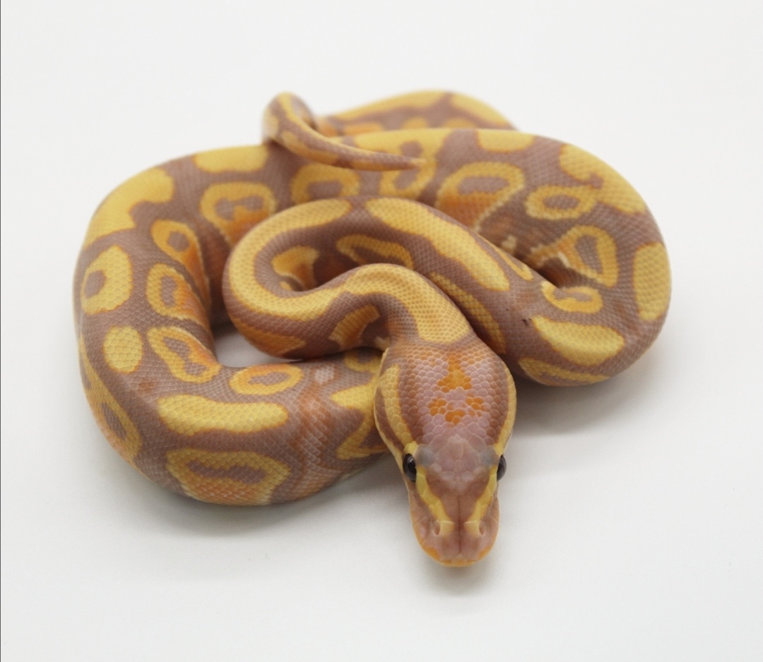 Coral Glow Het Clown Ball Python by T.C. Reptiles - MorphMarket