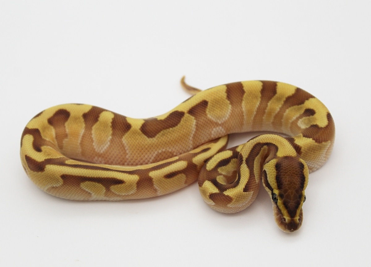 Enchi Lesser Het Clown Ball Python by TC Reptiles - MorphMarket
