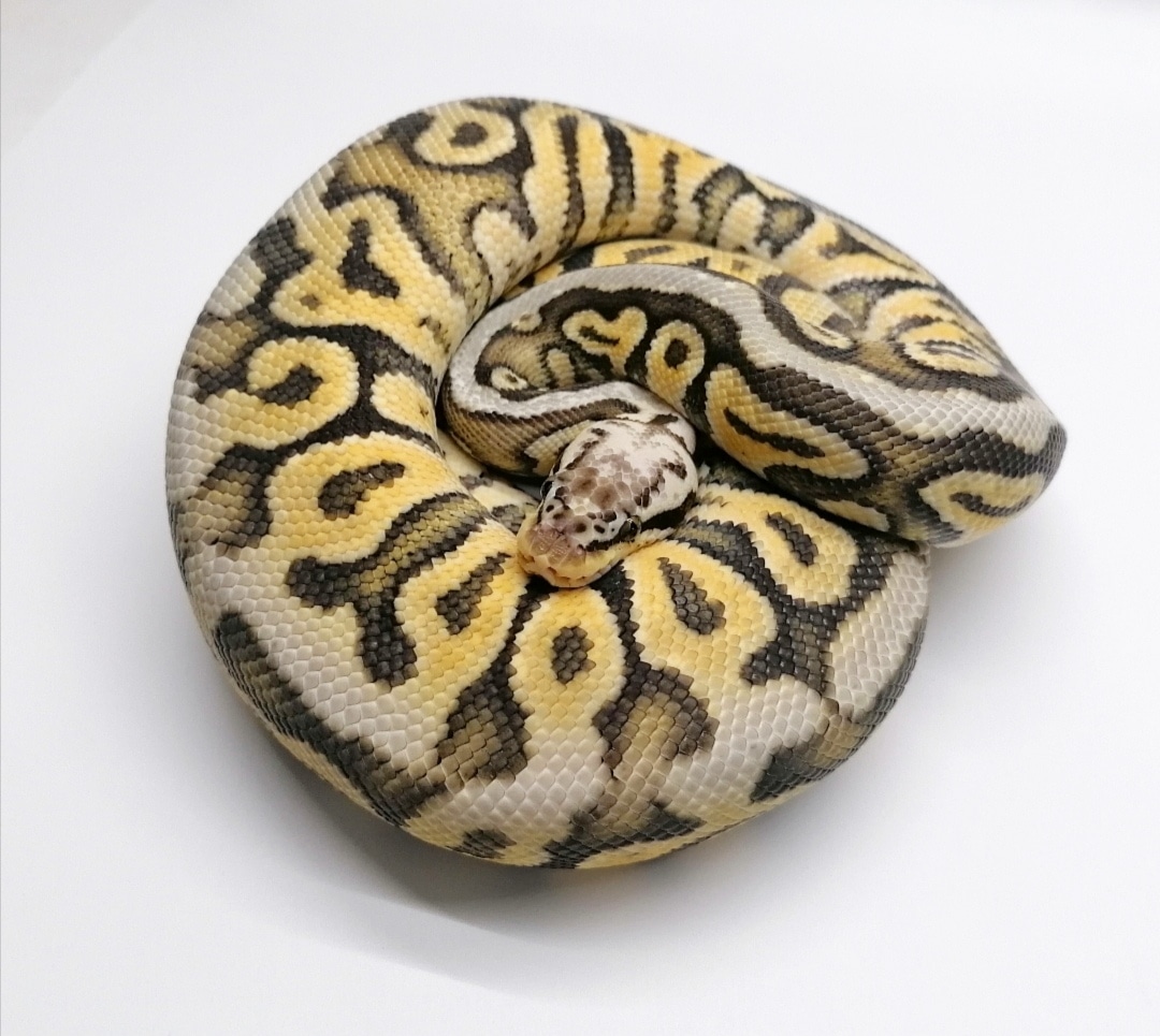 Super Pastel Spotnose Het Clown Ball Python by T.C. Reptiles - MorphMarket
