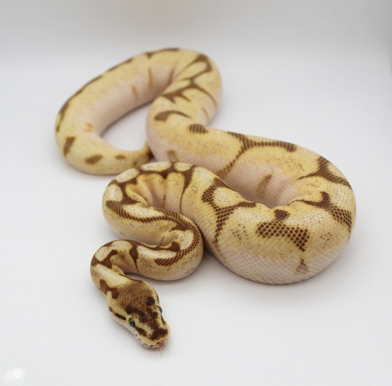 Enchi Lesser Pastel Spider 100% Het Desert Ghost Pos Het Genetic Stripe ...