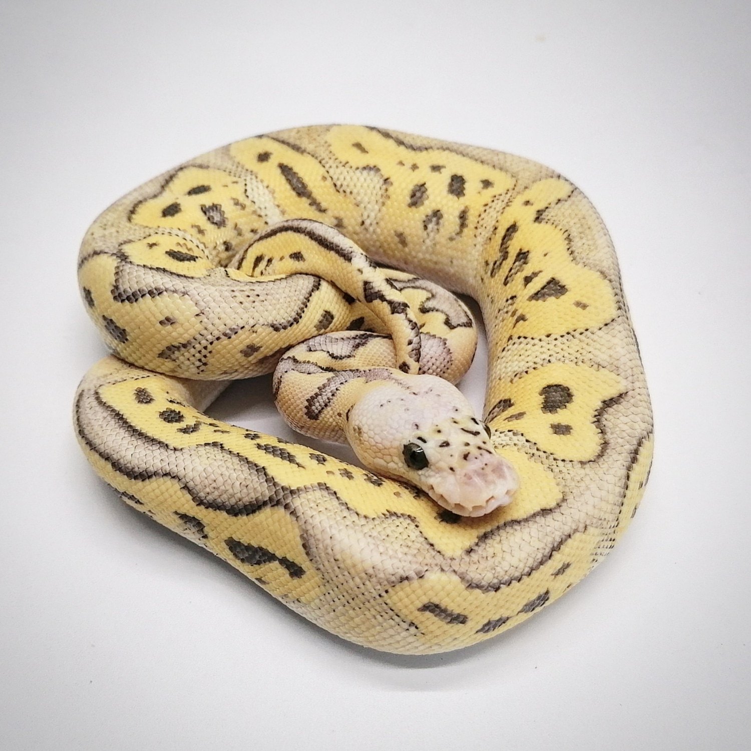 Super Pastel Fire Clown Ball Python by TC Reptiles - MorphMarket