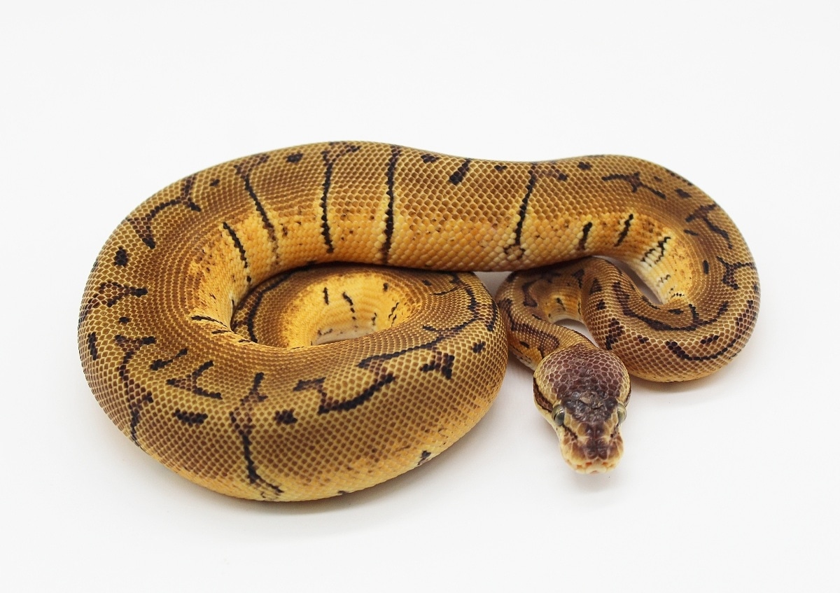 Pastel Pinstripe Het DG Pos Het Clown Ball Python by TC Reptiles ...