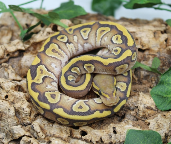 Hypo Mojave Het Clown 50% Het Lavender Albino Ball Python by TC Reptiles