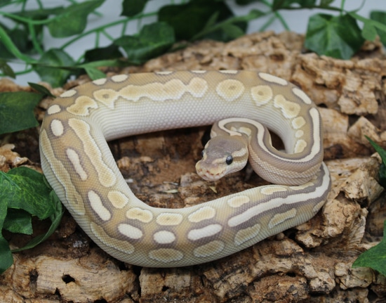Cinnamon Lesser Hypo Het Clown Ball Python by TC Reptiles