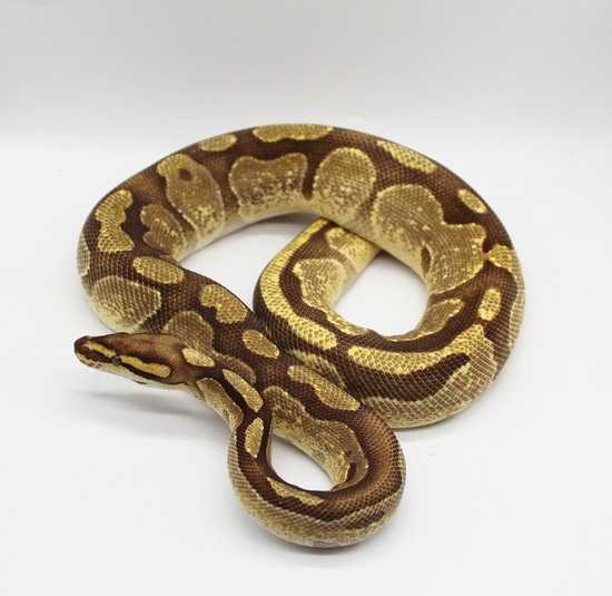 Enchi Fire Het Desert Ghost Pos Het Genetic Stripe Ball Python by TC ...