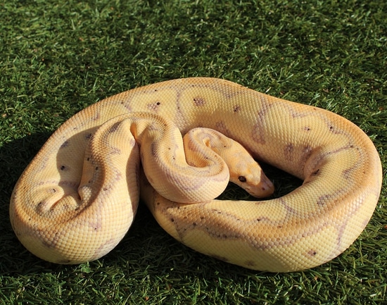 Coral Glow Blade Clown Ball Python by TC Reptiles
