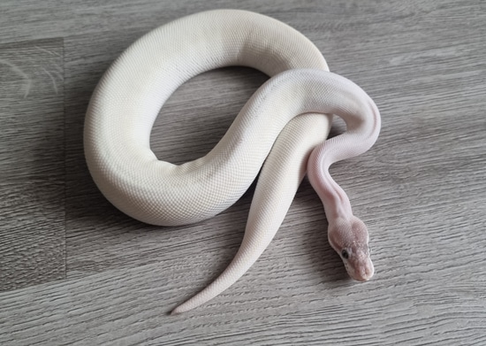 Super Mojave Hypo/het Hypo 66% Het Lavender Albino Ball Python by TC Reptiles