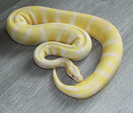 Albino Enchi Ball Python by TC Reptiles