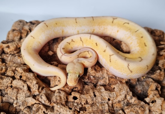 Super Pastel Enchi Fire Lesser Pinstripe Spider Het Desert Ghost Pos ...